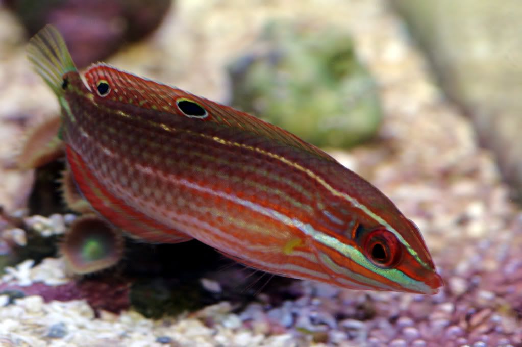Red lined wrasse - Alchetron, The Free Social Encyclopedia